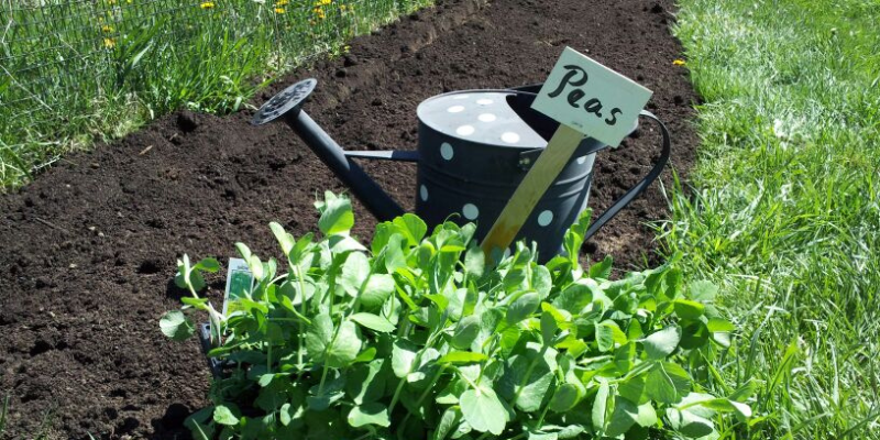 Judea Garden Spring Planting Day